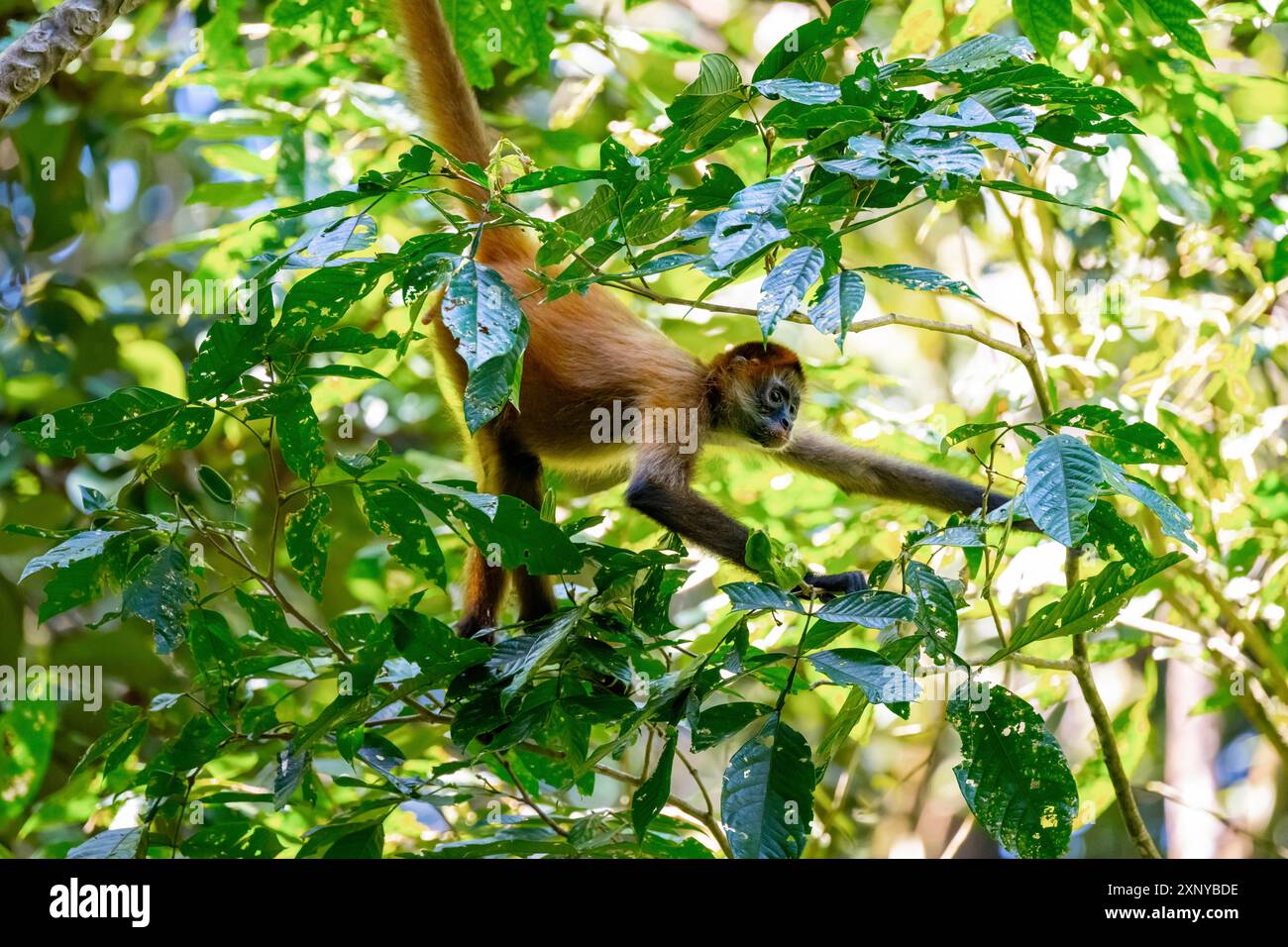 Geoffroy's spider monkey (Ateles geoffroyi) climbing a tree in the ...