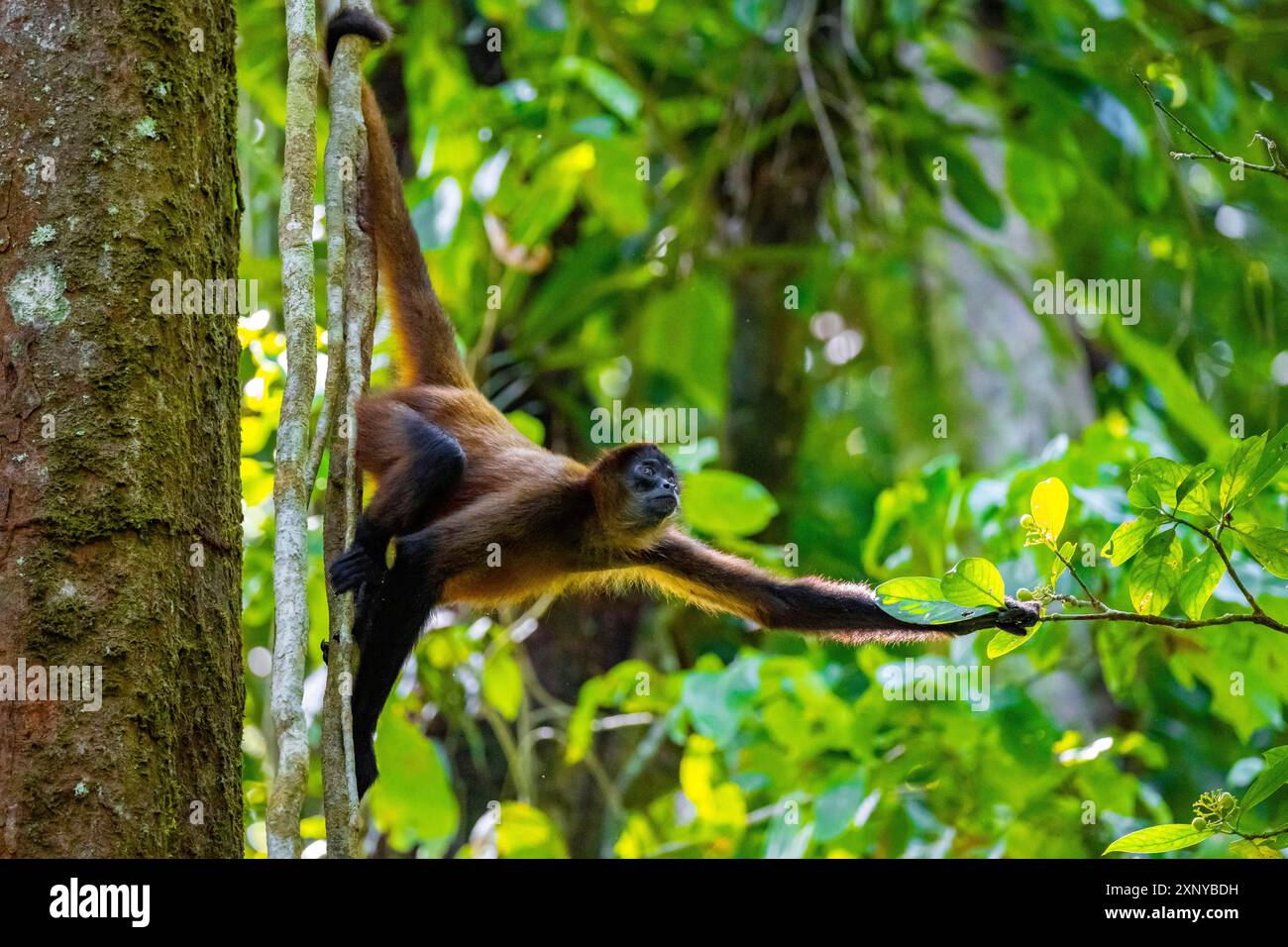Geoffroy's spider monkey (Ateles geoffroyi) climbing a tree in the ...