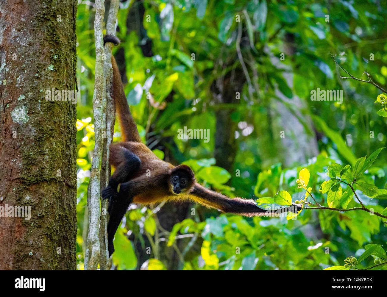 Geoffroy's spider monkey (Ateles geoffroyi) climbing a tree in the ...