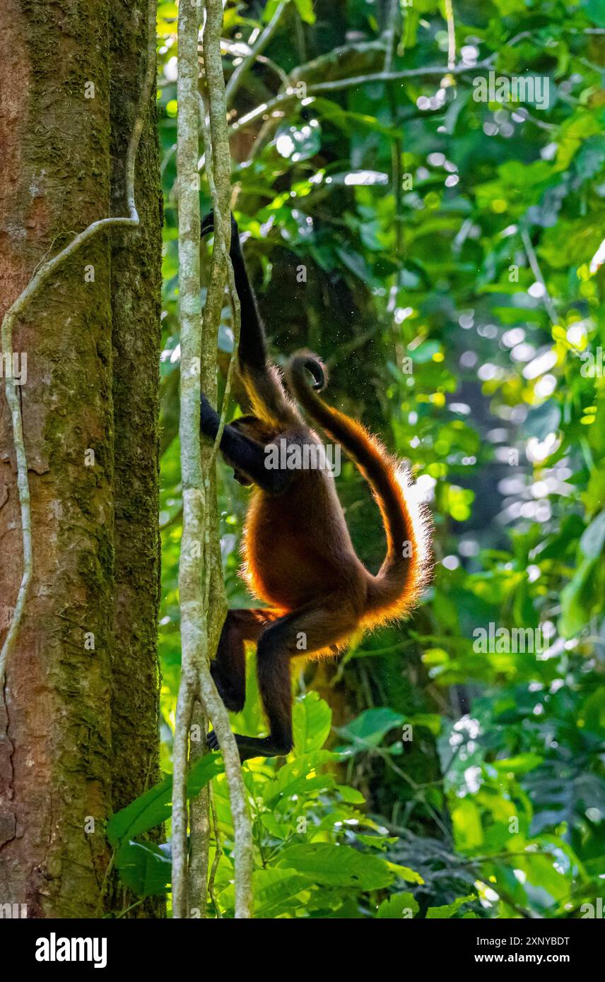 Geoffroy's spider monkey (Ateles geoffroyi) climbing a tree in the ...