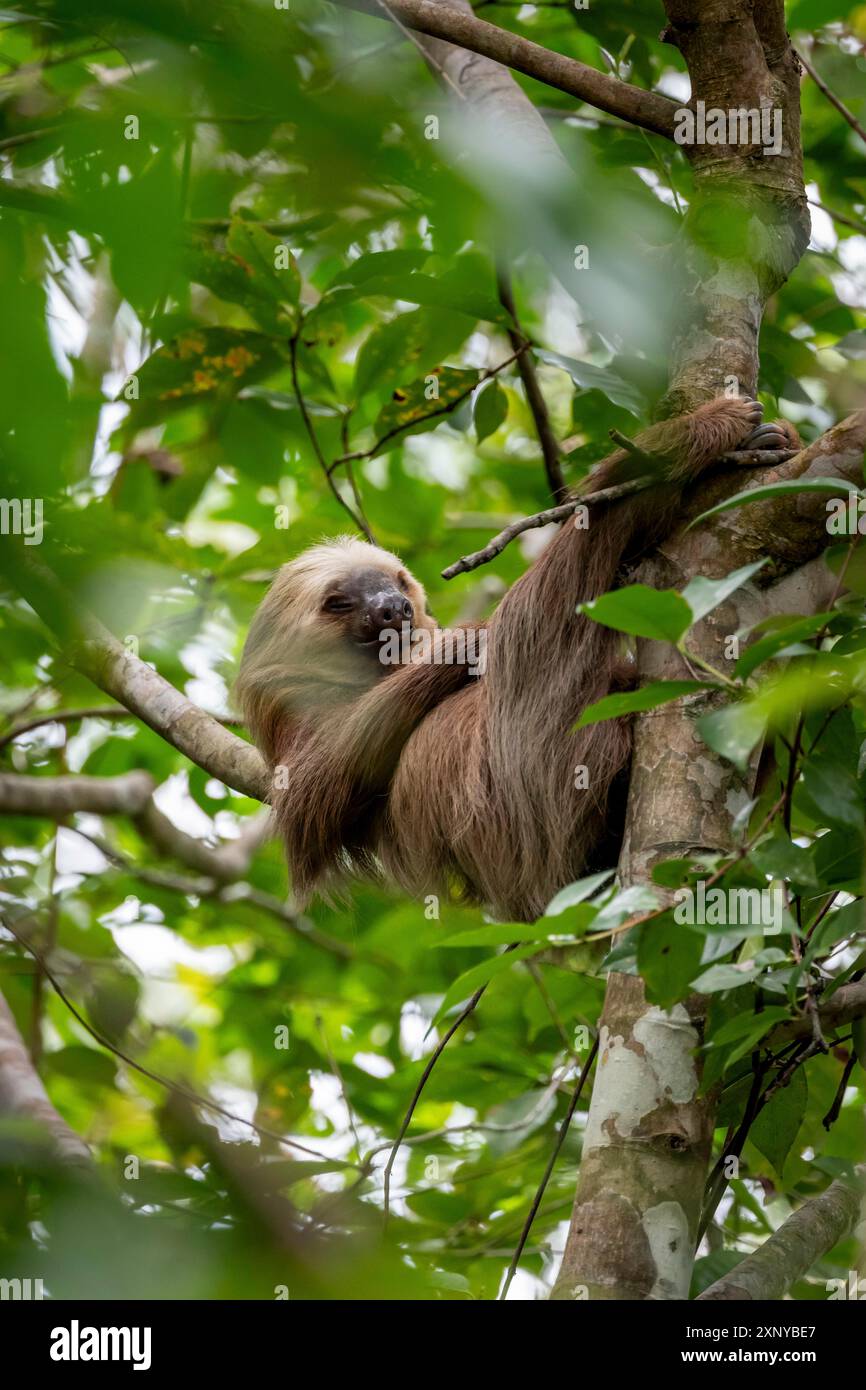 Hoffmann's two-toed sloth (Choloepus hoffmanni) on a branch, Cahuita ...