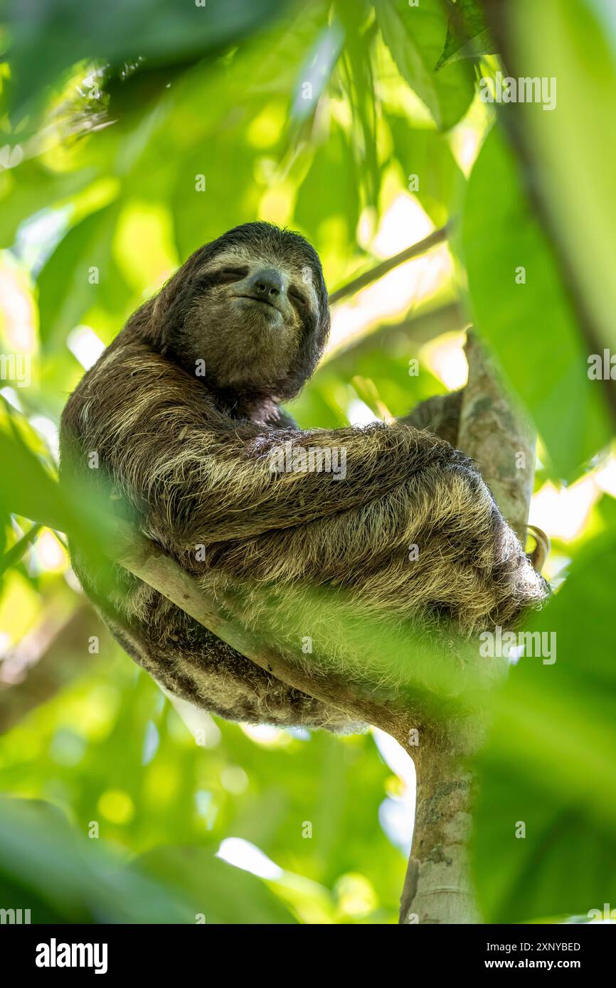 Brown-throated sloth (Bradypus variegatus) in a tree, Cahuita National ...