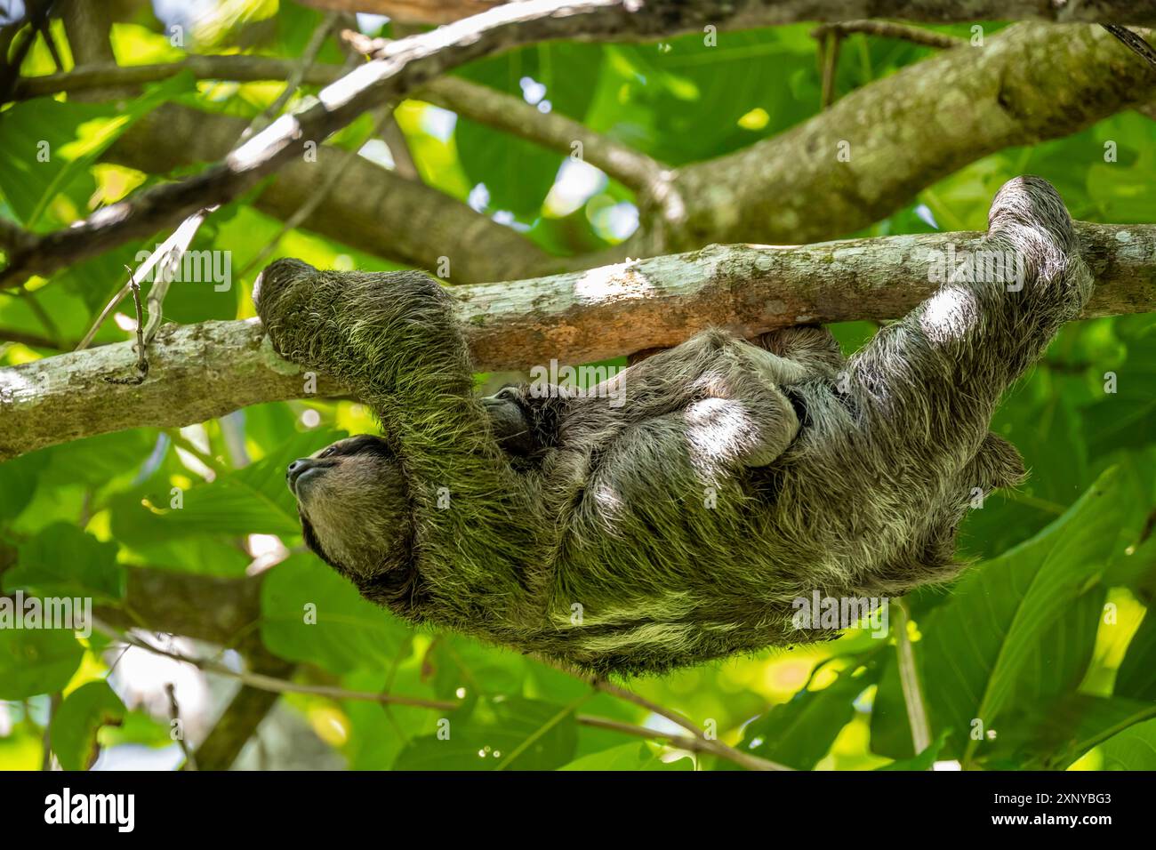 Brown-throated sloth (Bradypus variegatus) with baby, young animal ...