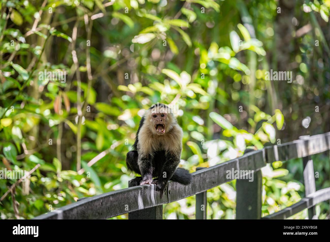 White-headed capuchin (Cebus imitator) screaming, Cahuita National Park ...