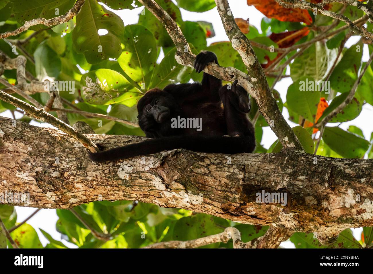 Mantled howler (Alouatta palliata) sitting in a tree, Cahuita National ...