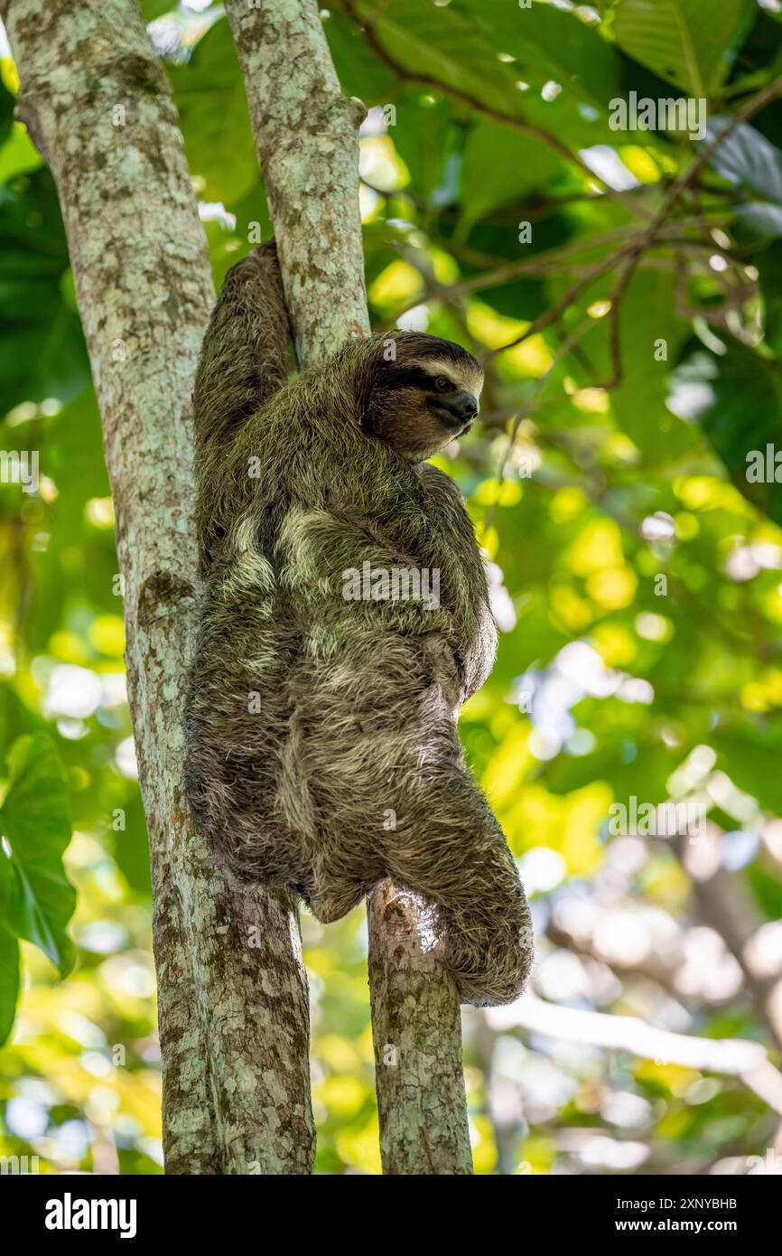 Brown-throated sloth (Bradypus variegatus) on a branch, Cahuita ...