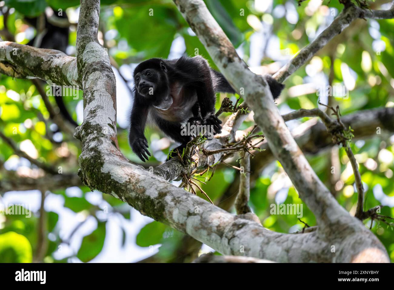 Mantled howler (Alouatta palliata) sitting in a tree, Cahuita National ...