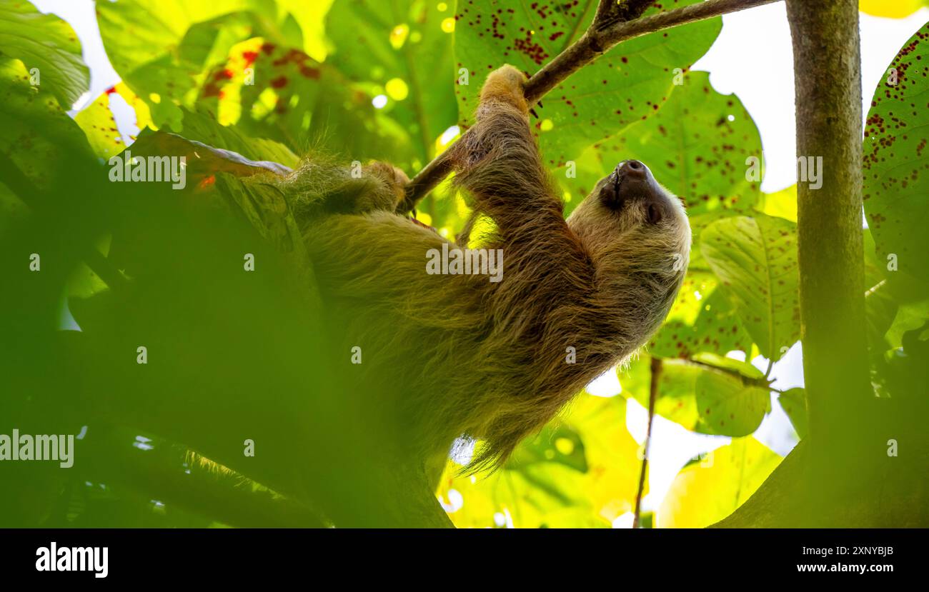Hoffmann's two-toed sloth (Choloepus hoffmanni) on a branch, Cahuita ...