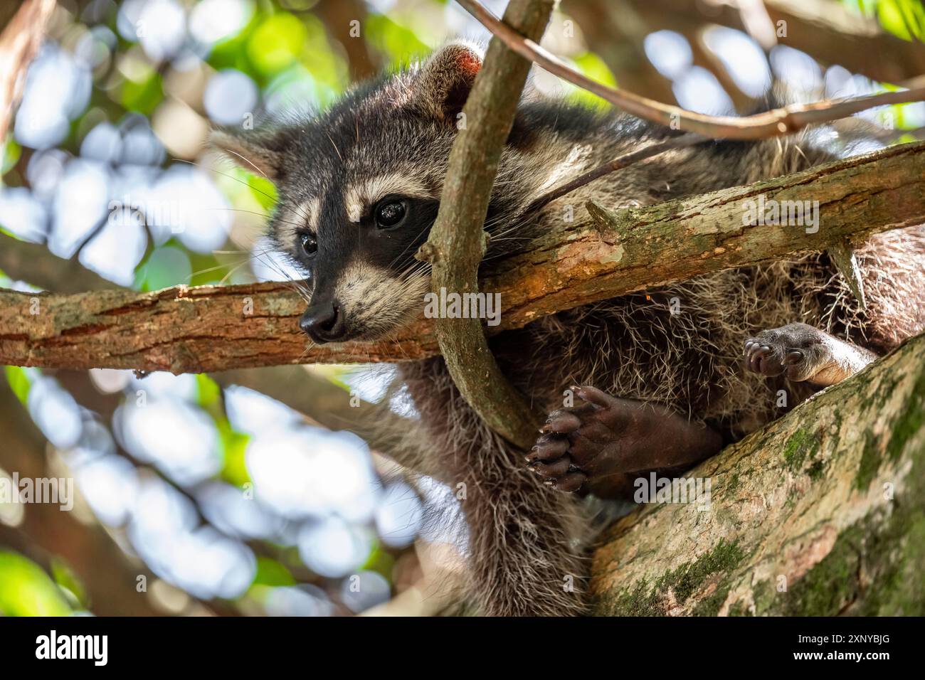 North American raccoon (Procyon lotor) sitting in a tree, Parque ...
