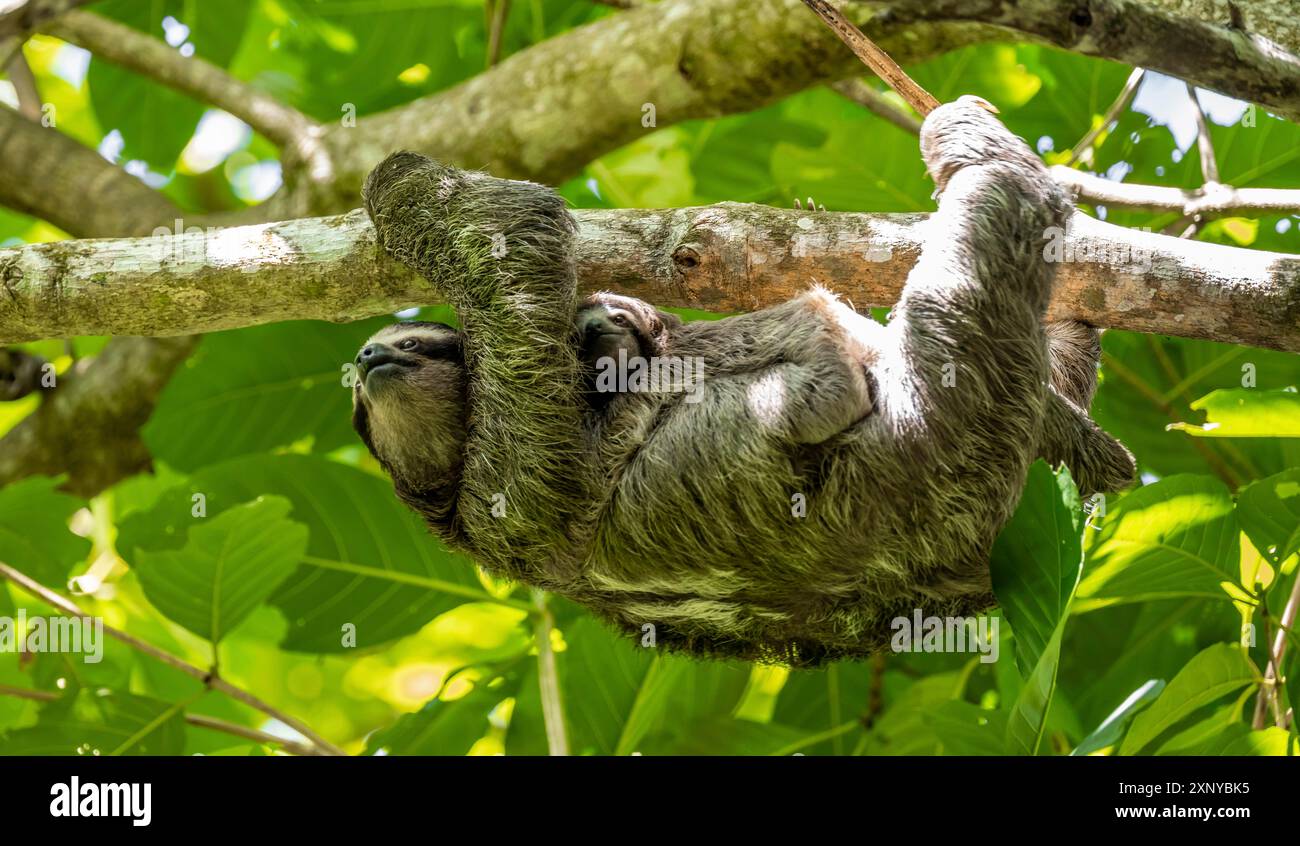 Brown-throated sloth (Bradypus variegatus) with baby climbing a tree ...