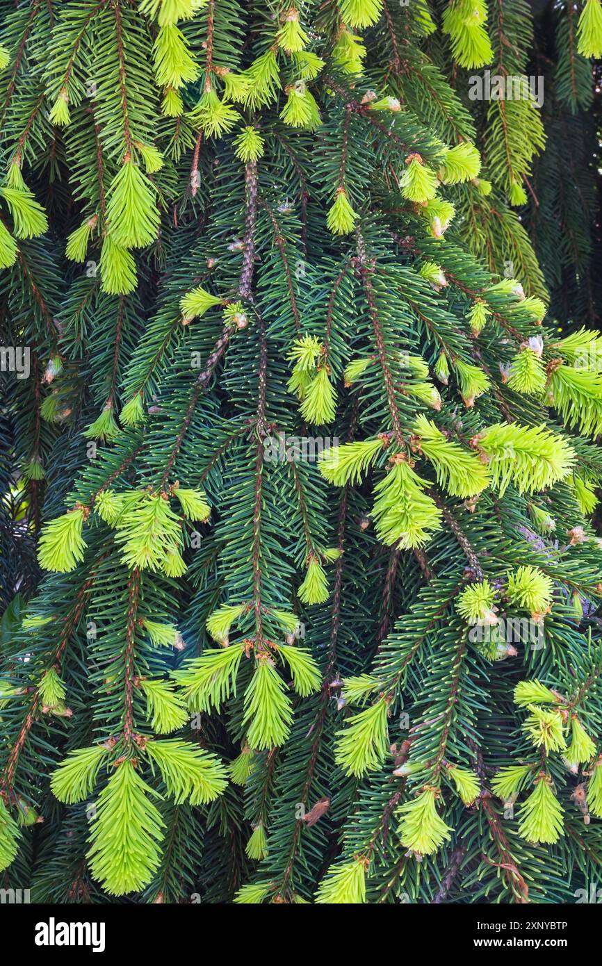 Picea abies gold drift hi-res stock photography and images - Alamy