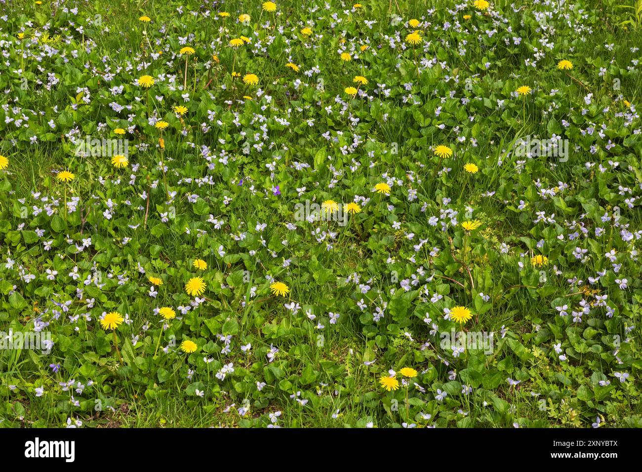 Green grass lawn overgrown with yellow Taraxacum officinale, Dandelion ...