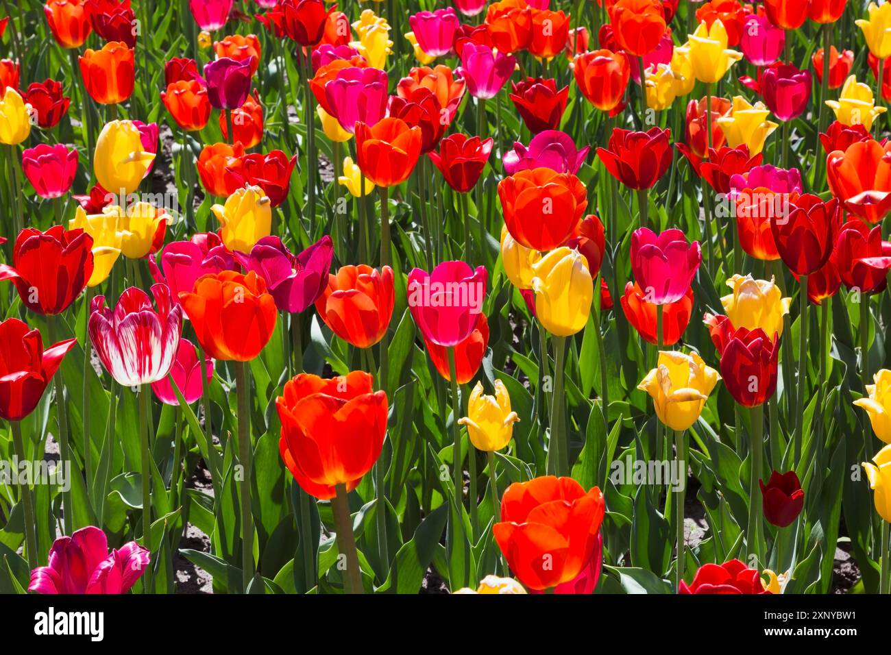 Tulipa quebec hi-res stock photography and images - Alamy