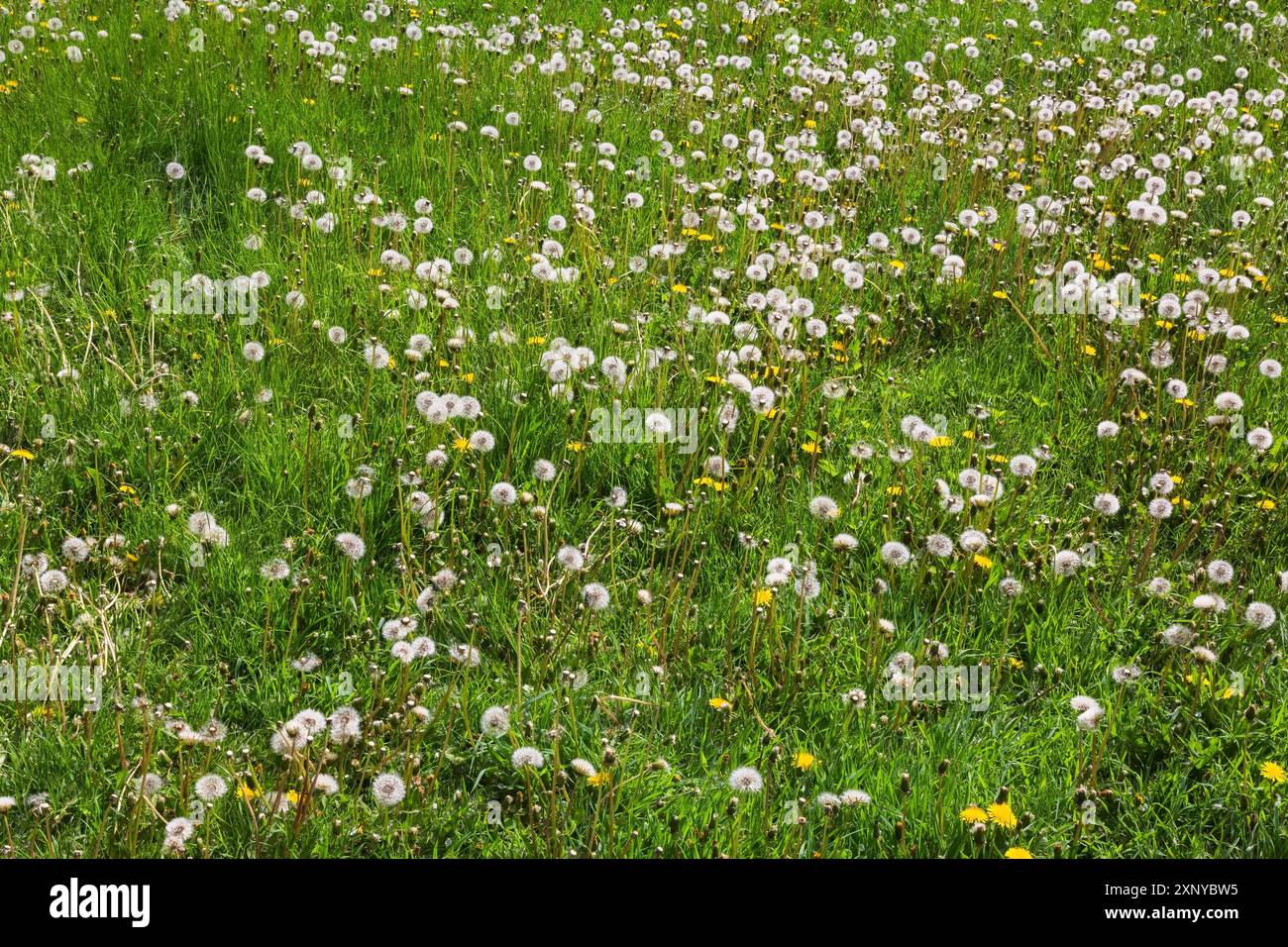 Green grass lawn overgrown with Taraxacum officinale, Dandelion flowers ...