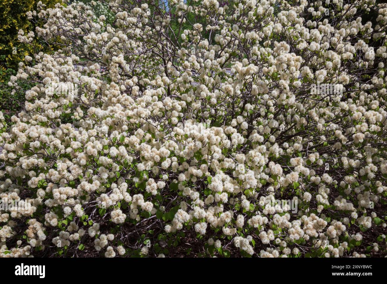 Fothergilla major, Mountain Witch Alder shrub with white flower ...