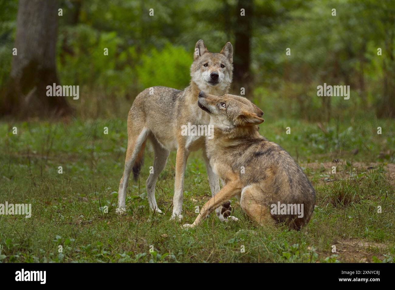 Wolf (Canis lupus), two wolves in a forest, summer, Germany Stock Photo ...