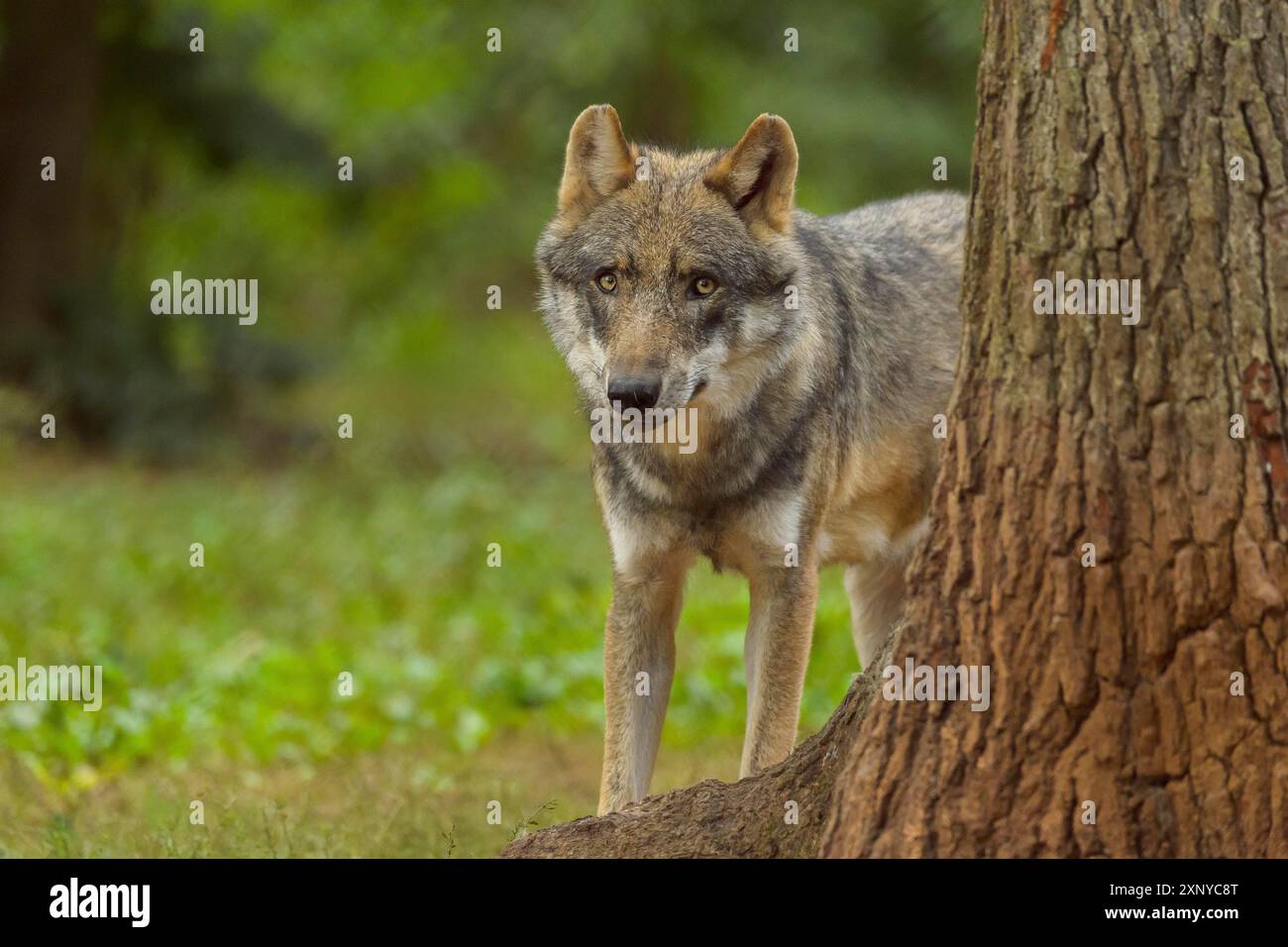 Wolf (Canis lupus), wolf peeking from behind a tree in a dense forest ...
