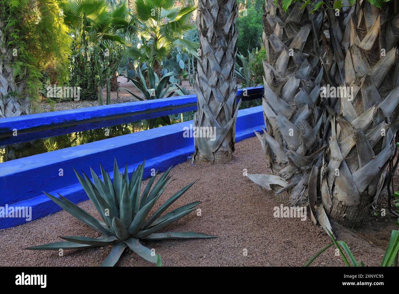 Exotic garden with tall palm trees, agave plant, and vibrant blue walls ...