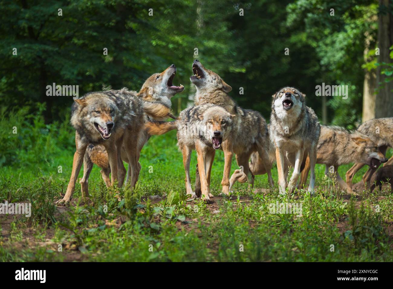 Wolf (Canis lupus), wolf pack standing and howling in a green forest ...