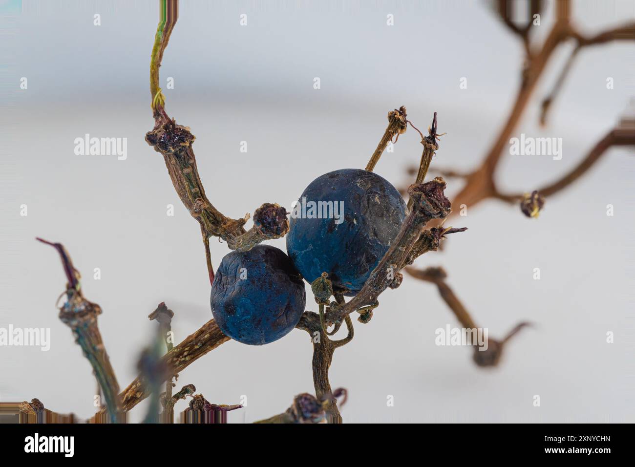 Shot grape field hi-res stock photography and images - Alamy