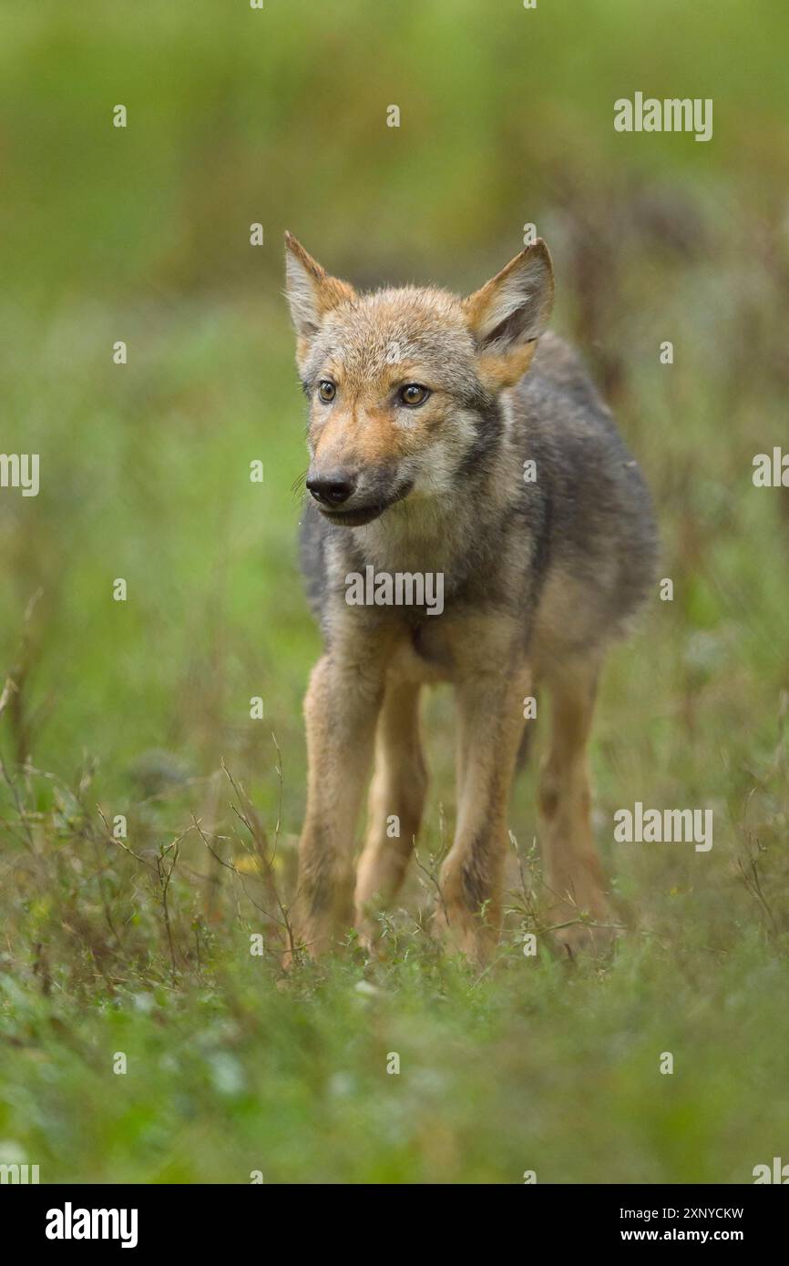 Wolf (Canis lupus), wolf cubs on the meadow, summer, Germany Stock ...