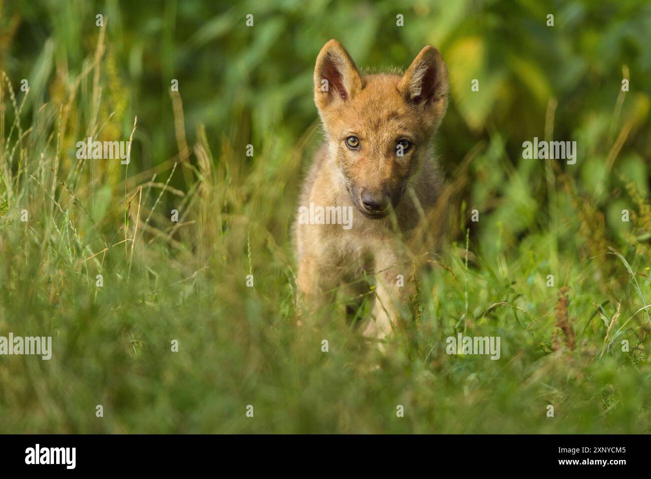 Wolf (Canis lupus), wolf cubs on the meadow, summer, Germany Stock ...