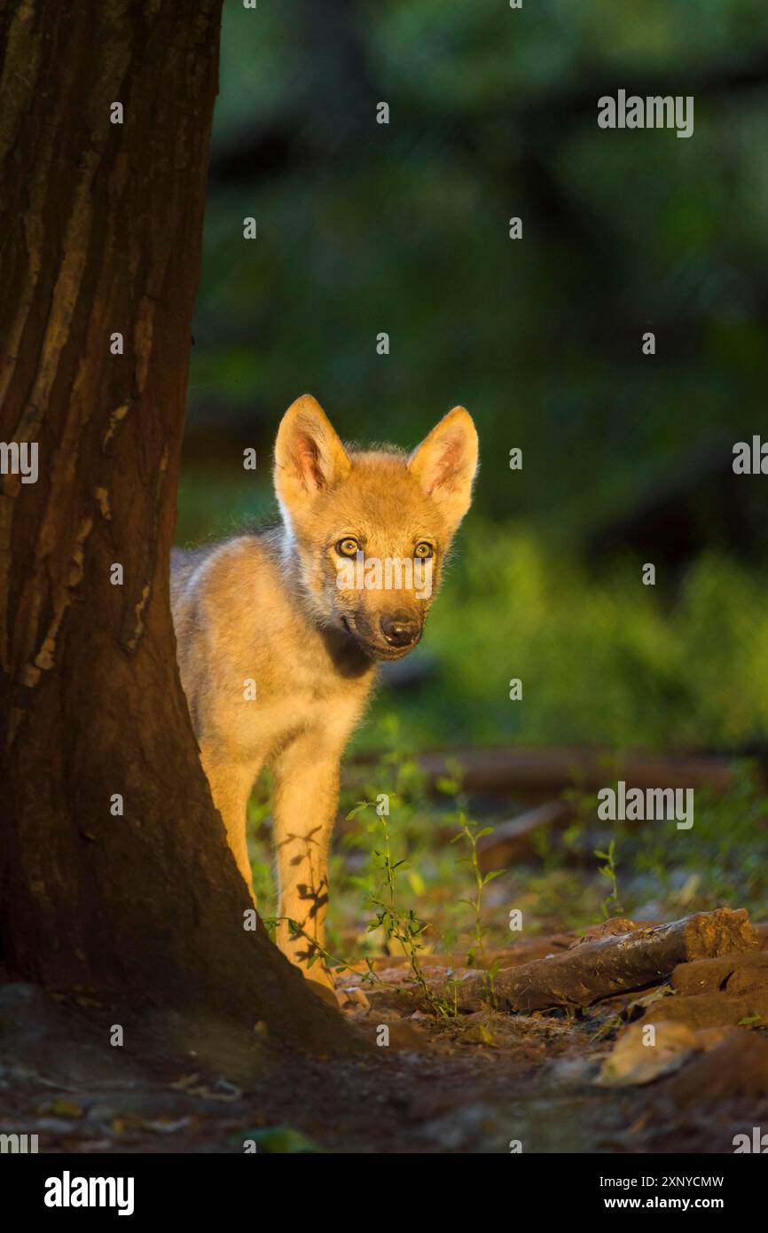 Wolf behind tree hi-res stock photography and images - Alamy