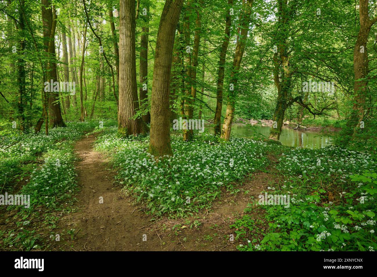 A forest path forked with wild garlic and surrounded by green trees ...