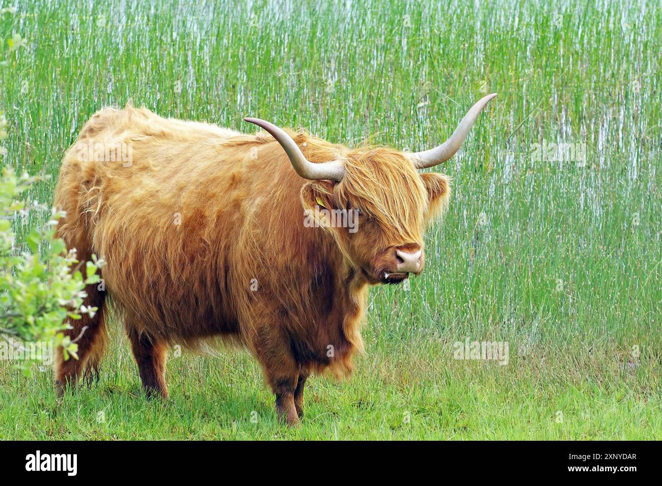 Brown Highland cow standing in a meadow in front of tall reed grass ...