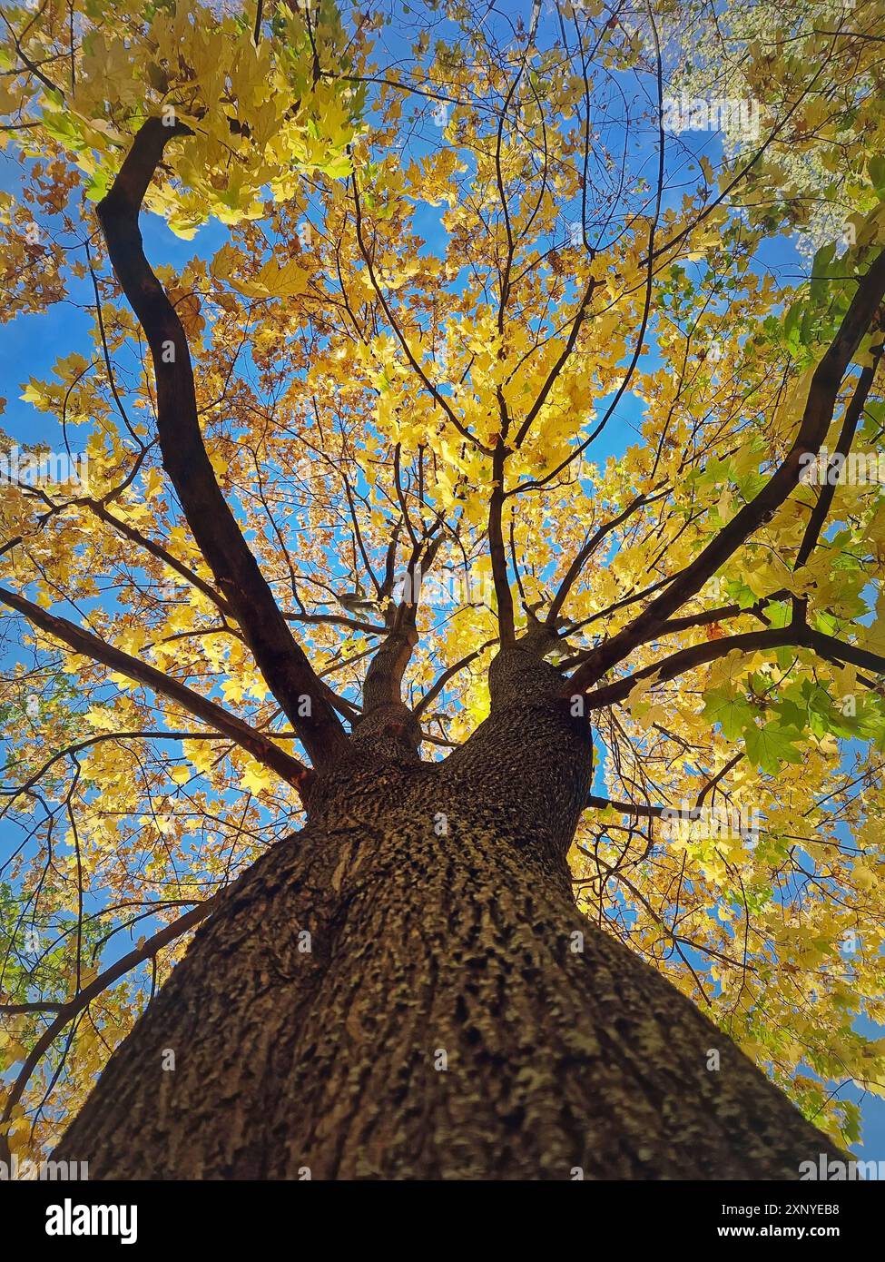 View underneath a maple tree crown with beautiful yellow leaves. Autumn ...