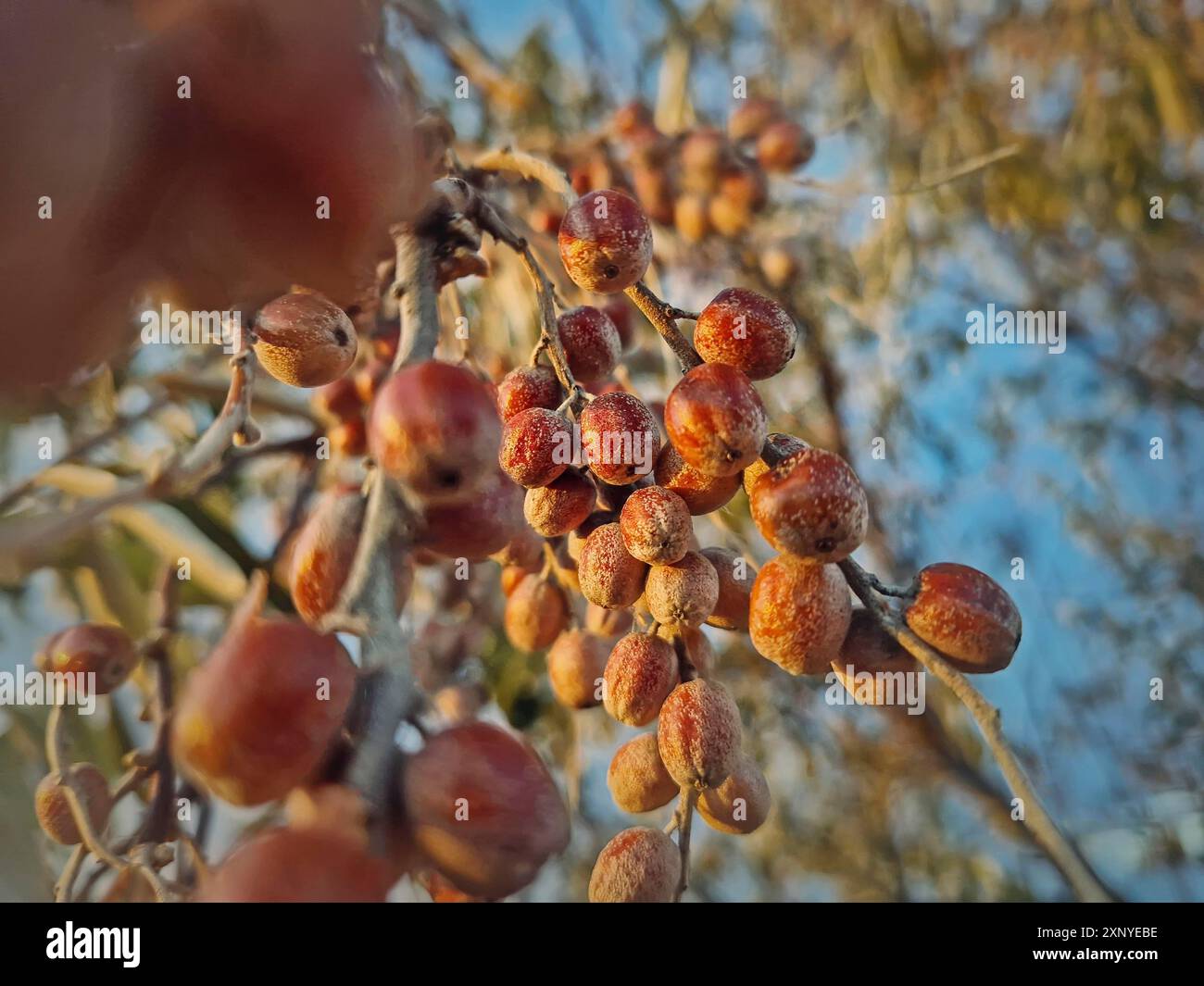 Oleaster tree branch with a bunch of wild berries. Elaeagnus ...
