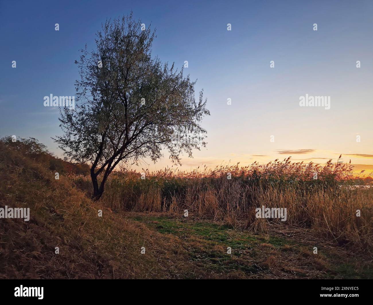 Beautiful sunset scene tree hi-res stock photography and images - Alamy