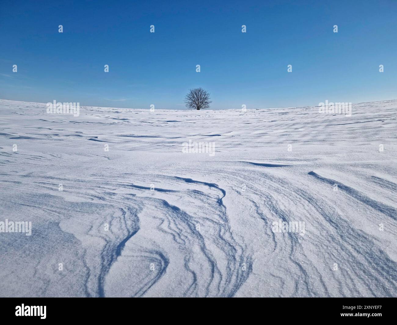 Frosty tree scene hi-res stock photography and images - Alamy
