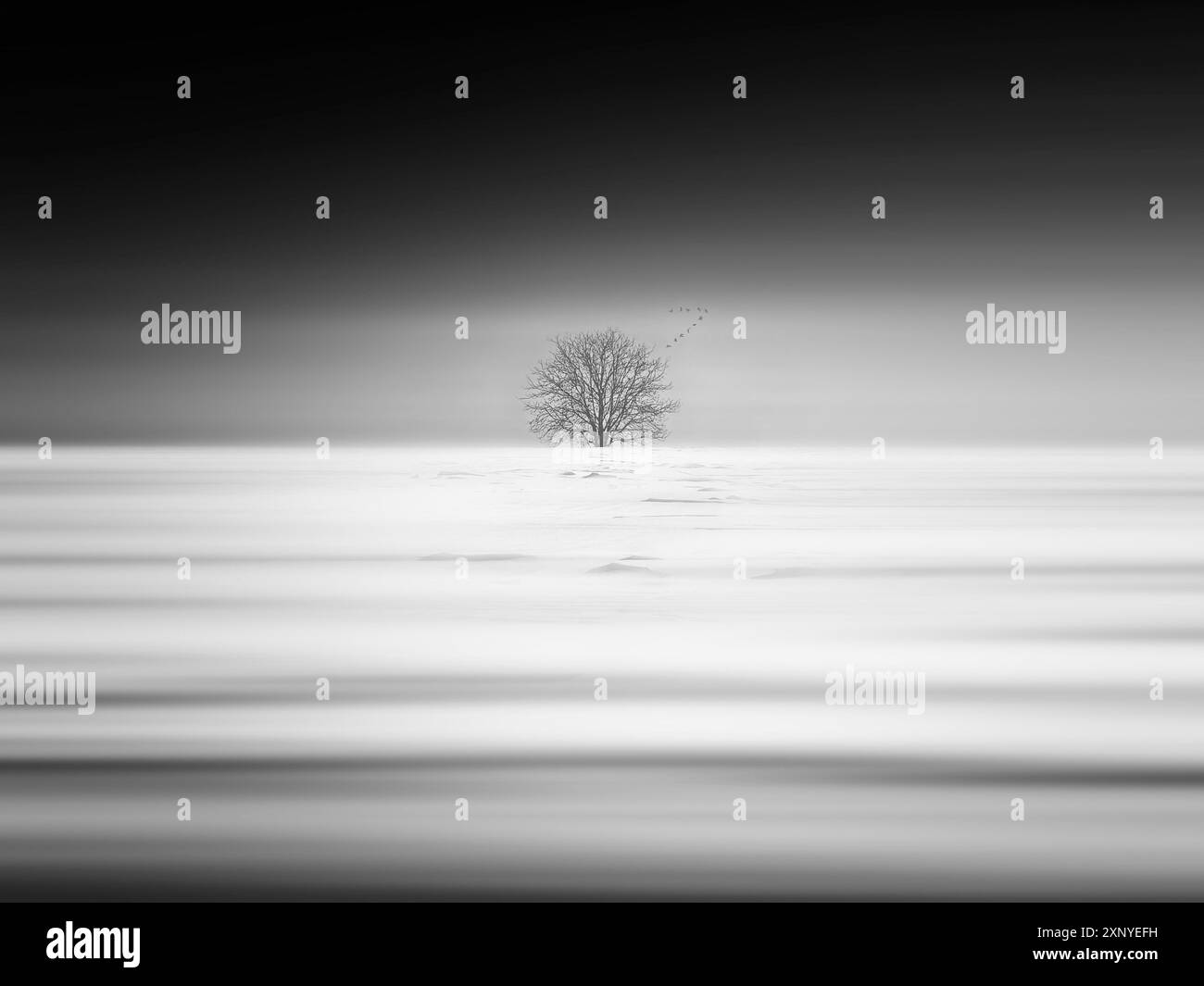Birds on tree in winter Black and White Stock Photos & Images - Alamy