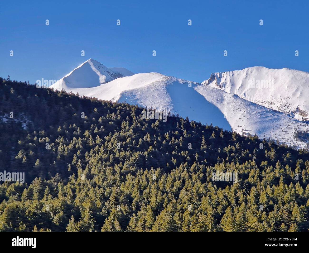 Mountains peaks at the horizon as seen behind the evergreen fir forest ...
