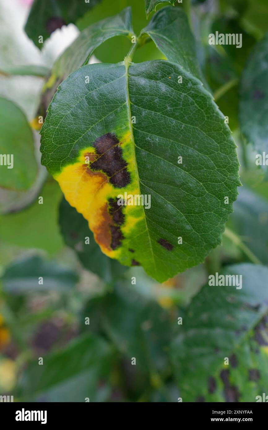 Rose leaf affected by rose sooty mould, black spot, fungus, fungal ...