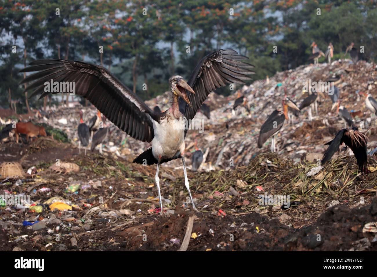 Greater Adjutant Storks perches on a garbage-heap at Boragaon dumping ...