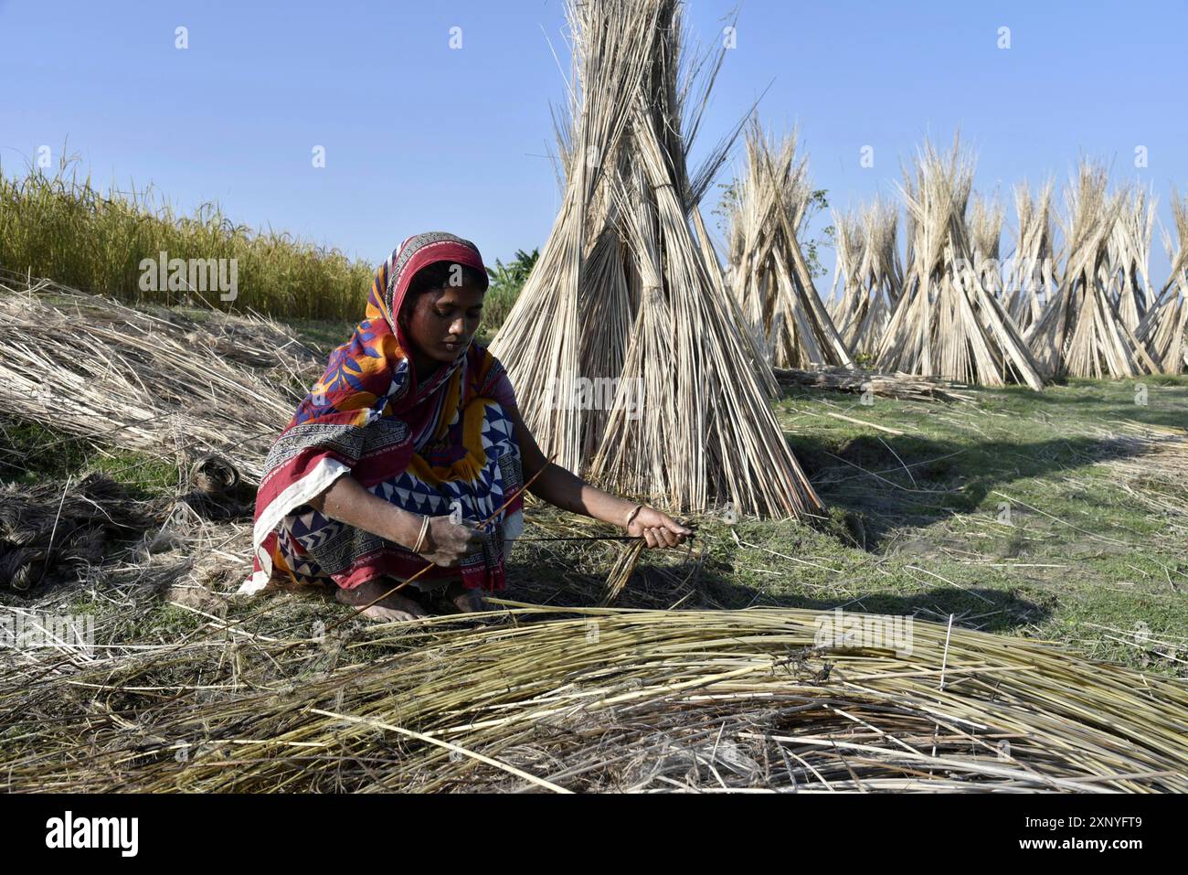 India and jute hi-res stock photography and images - Alamy