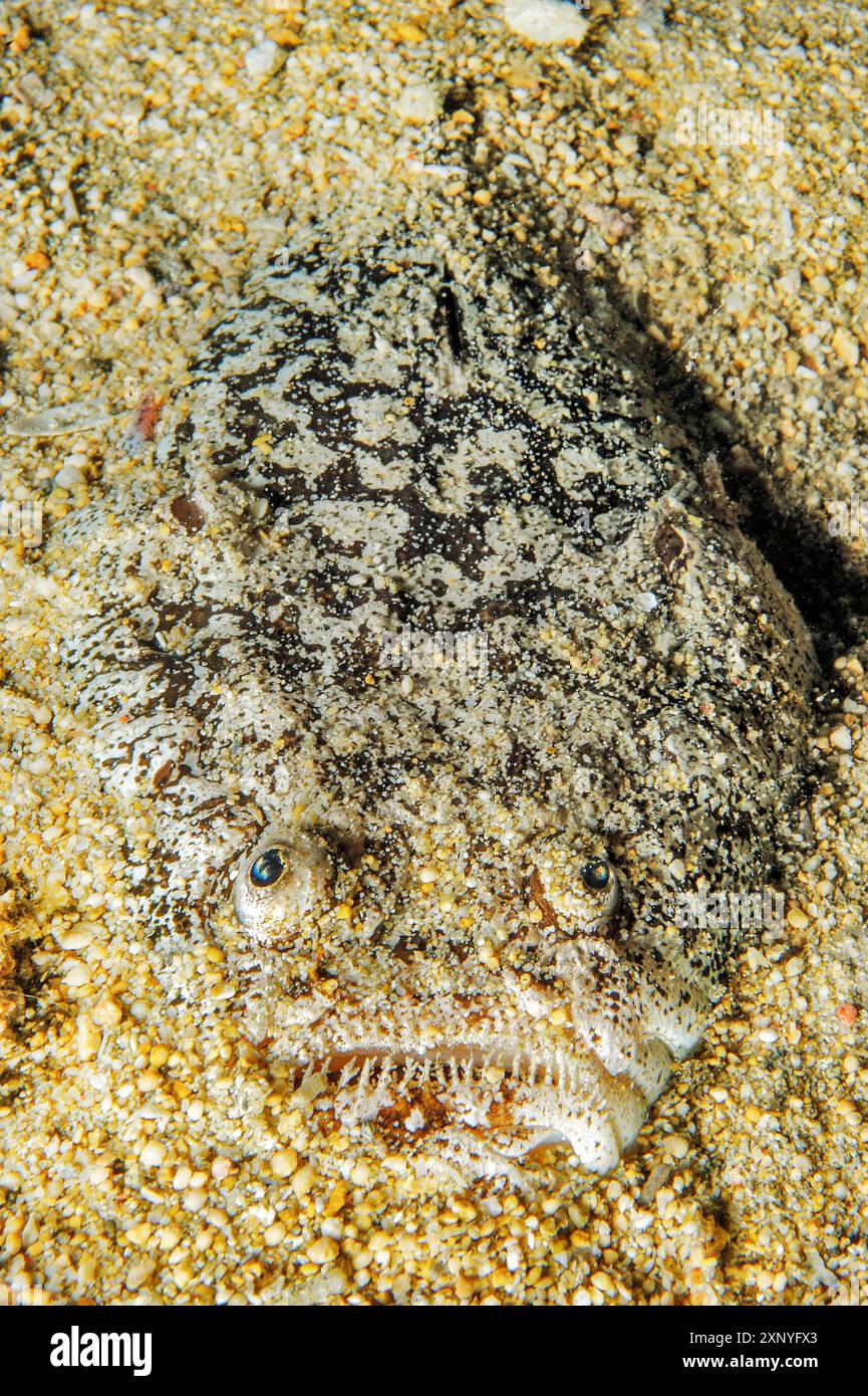 Lurker stargazer (Uranoscopus bicinctus) half camouflages itself buried ...