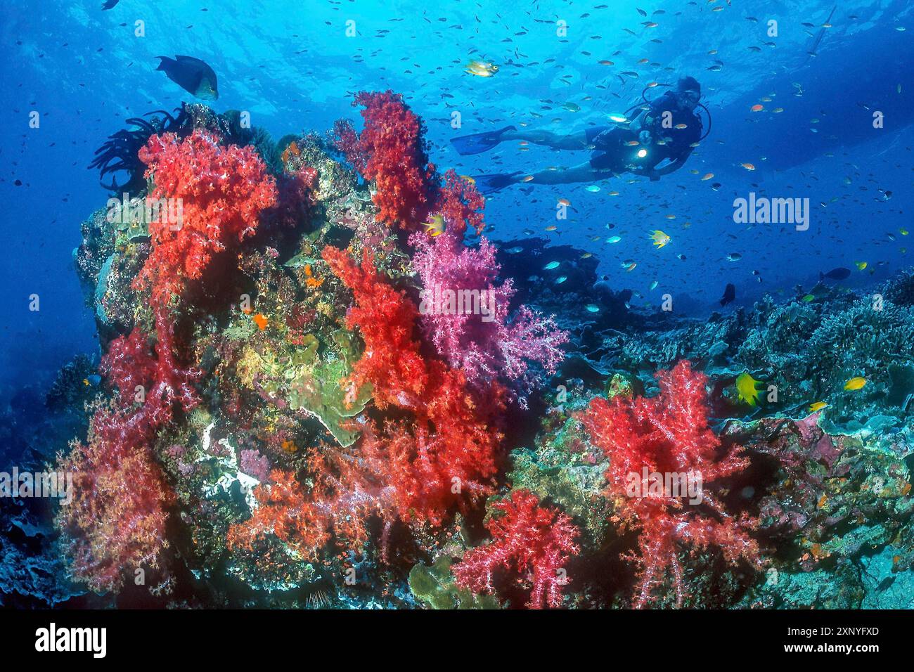 Diver hovering over colony of Red Violet several soft corals ...