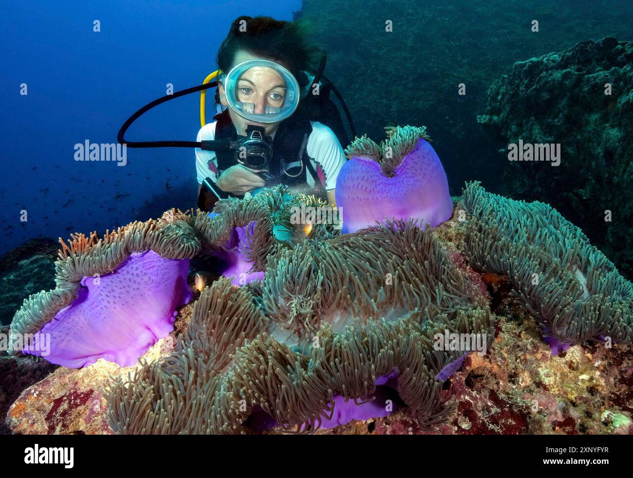 Diver Diver looking at several specimens of magnificent sea anemone ...