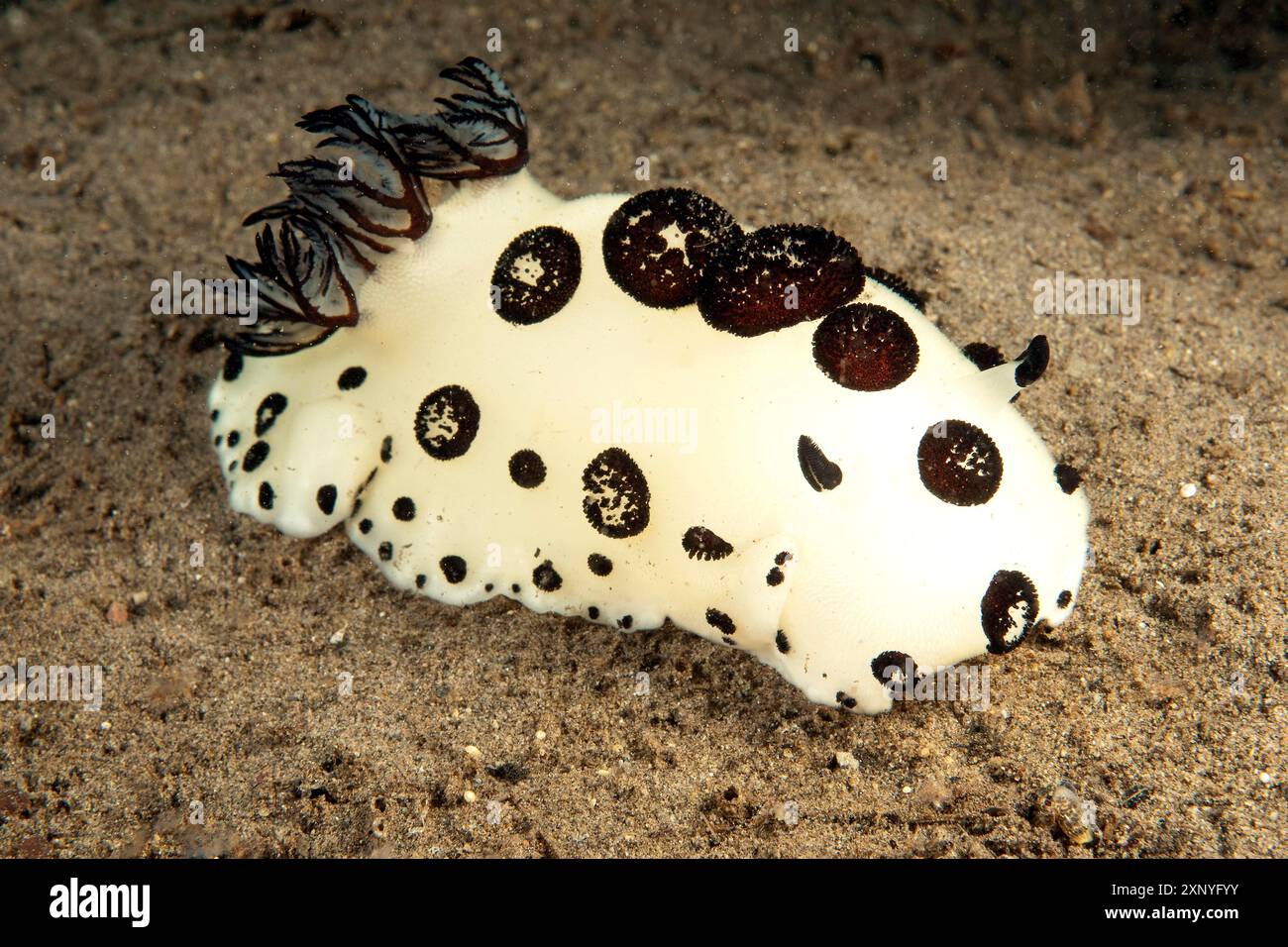 Mourning star snail (Jorunna funebris) crawls over seabed sand, Pacific ...