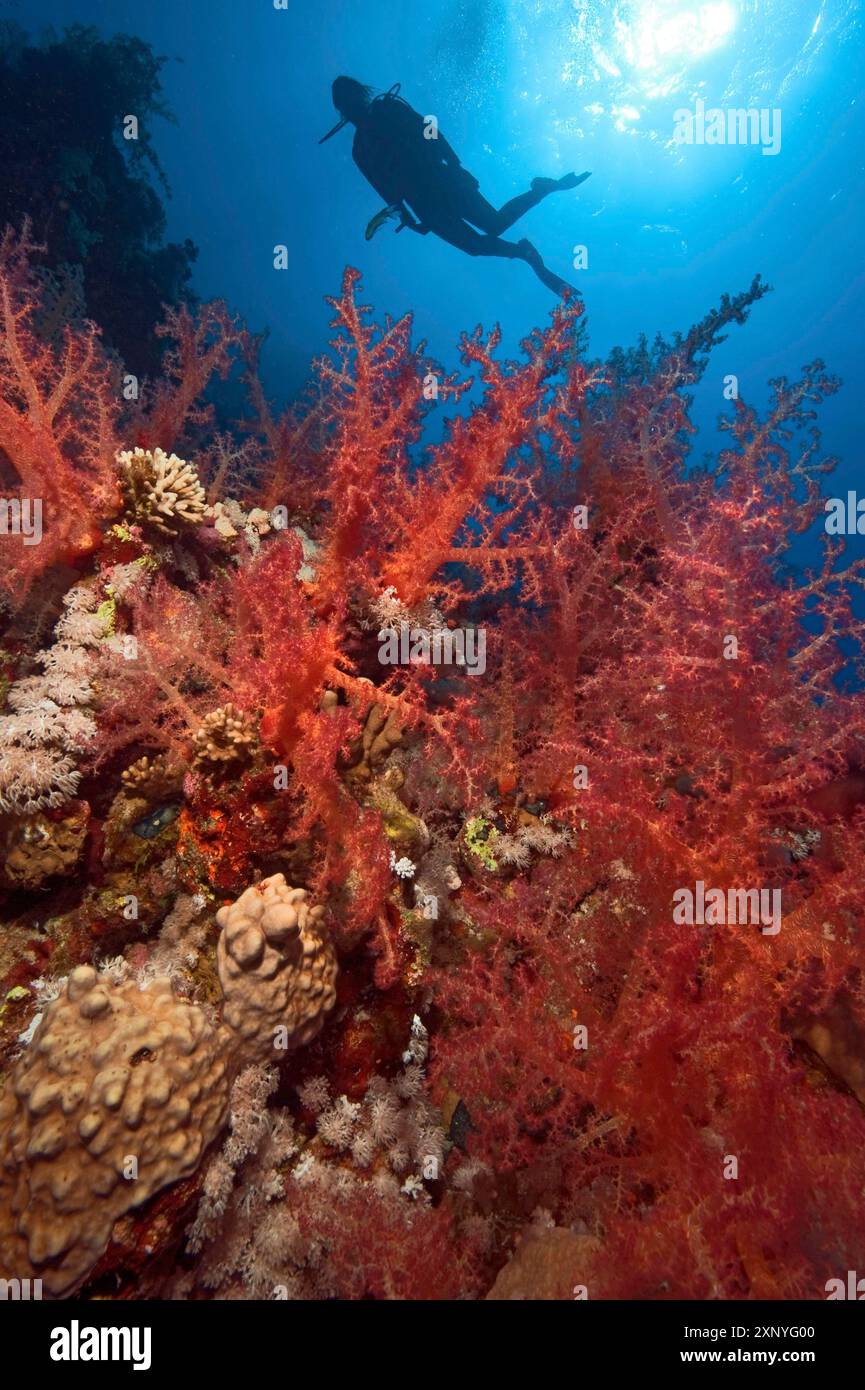 Colony of red soft corals (Dendronephthya) growing in colourful coral ...