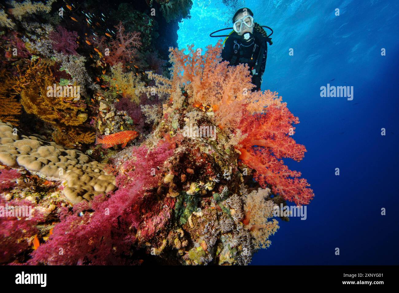 Female diver looking at reef wall drop off of colourful coral reef with ...