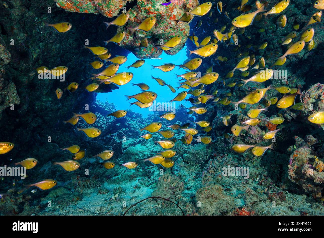 Schooling group of hatchetfish (Pempheris tominagai) hatchetfish in ...