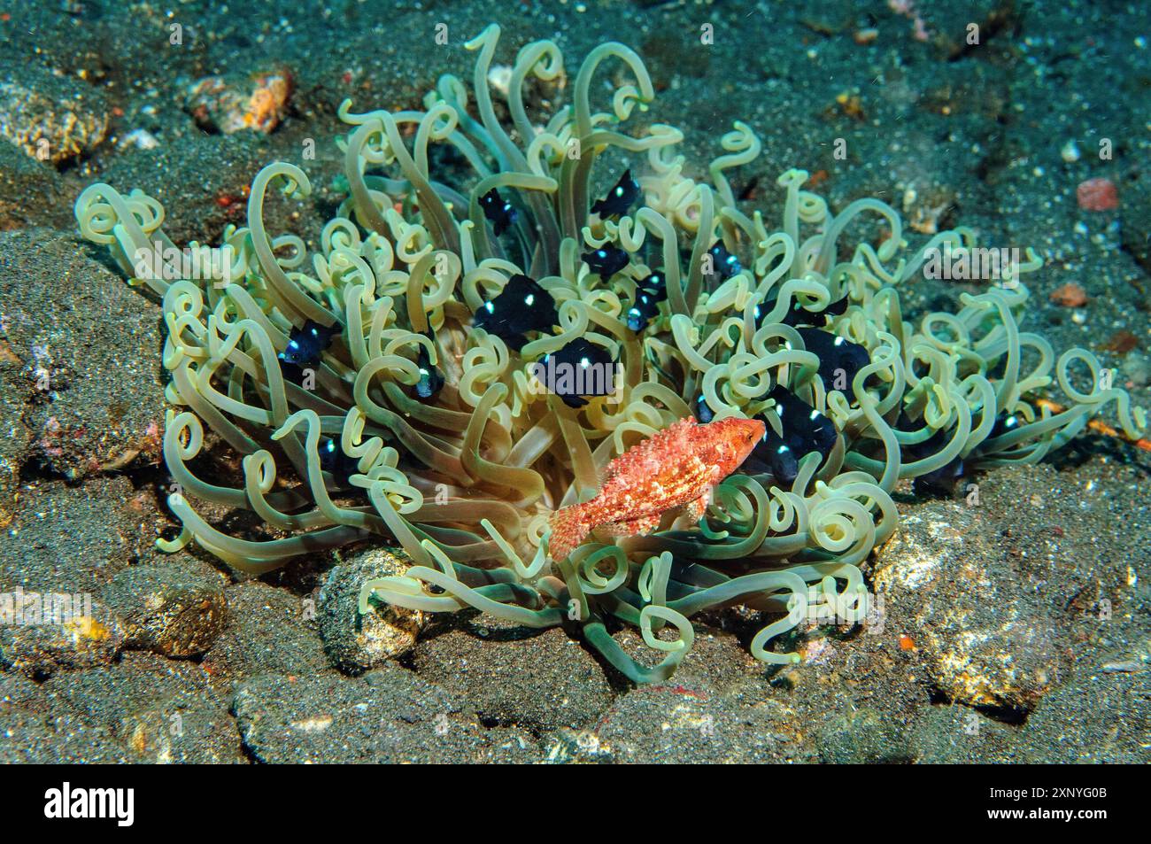 Corkscrew tentacle sea anemone macrodactyla doreensis hi-res stock ...
