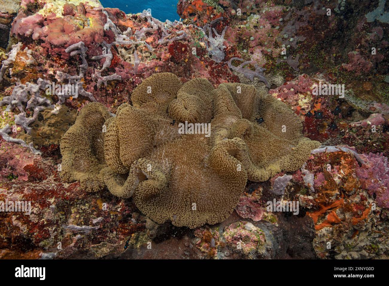 Carpet anemone (Stichodactyla haddoni) Sea anemone lies in colourful ...