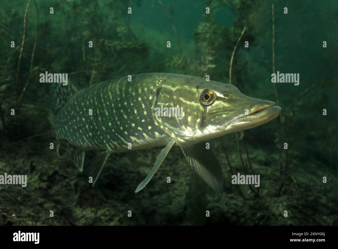 Aquatic predator prey hi-res stock photography and images - Alamy