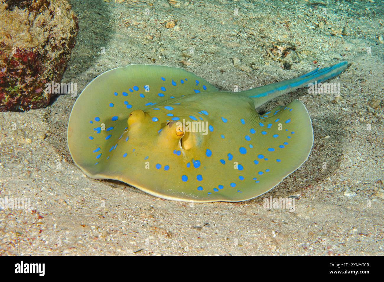 Bluespotted ribbontail ray (Taeniura lymma) Blue-spotted stingray lies ...