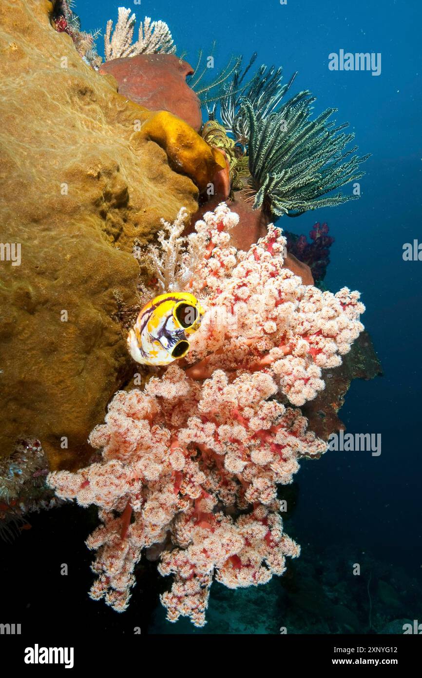 Detail of colourful coral reef with left stony coral (Scleractinia ...